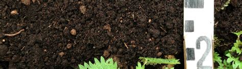 Image result for Humus Science