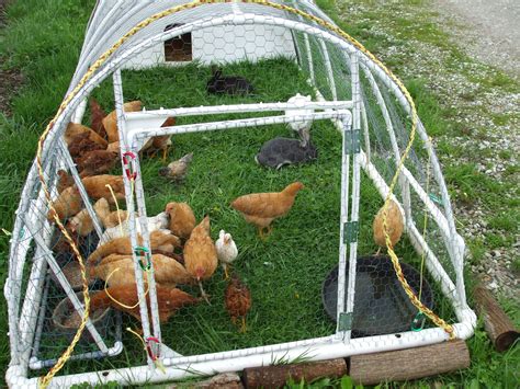 Image result for PVC Pipe Chicken Run