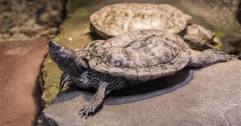 Image result for Red Ear Slider Turtle