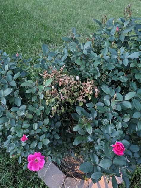 Image result for Rose Bush Problems