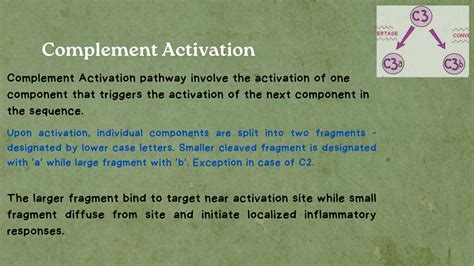 Image result for Complement Activation Pathways Comparison