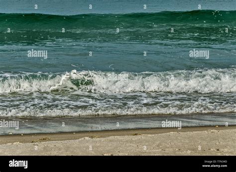 Image result for Divided Highway Sign