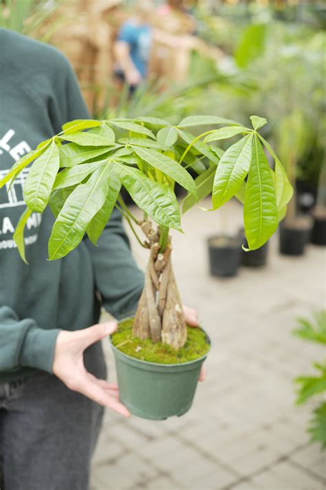 Image result for How to Braid a Money Tree