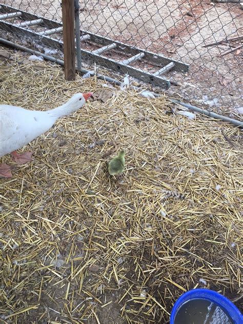 Image result for Geese Hatching