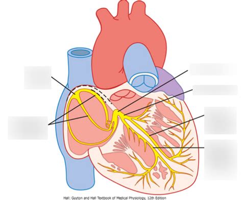 Image result for Cardiac Internodal Pathways