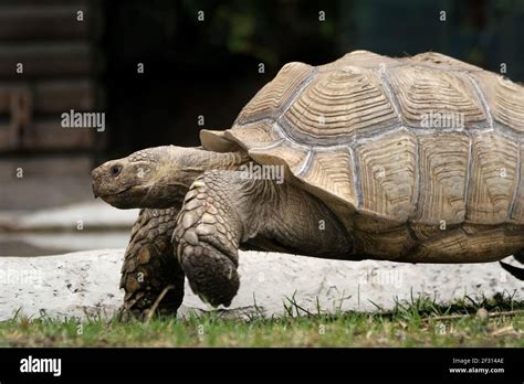 Image result for Large Tortoise