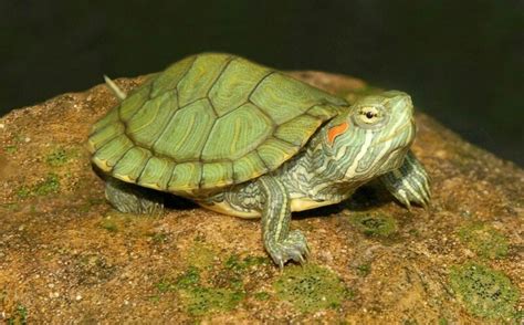Image result for Red Ear Turtle