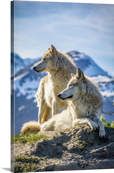 Image result for Grey Wolves Alaska