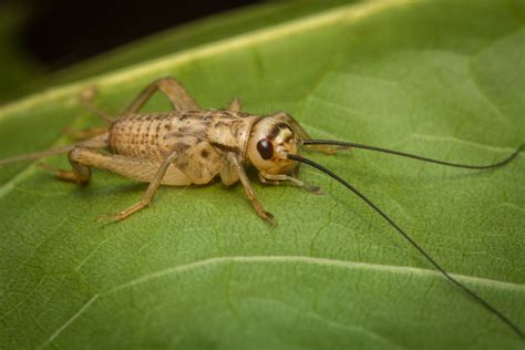 Image result for Cricket Insect Identification