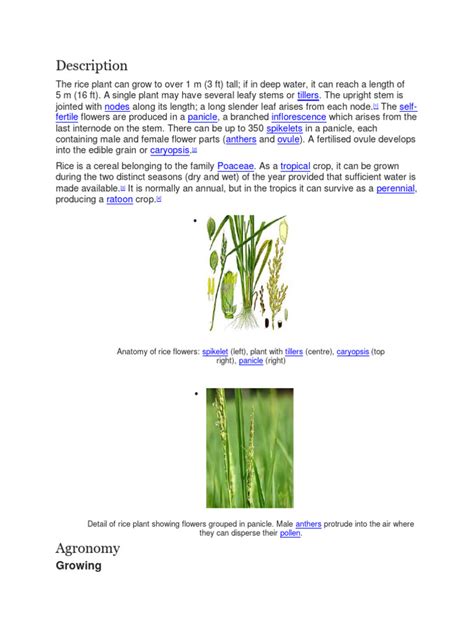 Image result for Chapter 12 Milled Rice