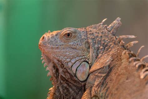 Image result for Lizard Colors