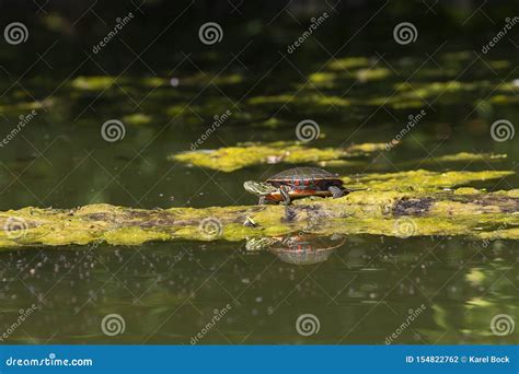 Image result for Paint Turtle