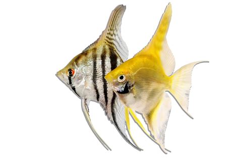 Image result for Rare Discus Fish