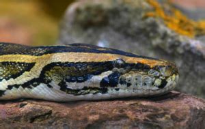 Image result for Burmese Python Side View