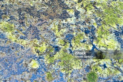 Image result for Minecraft Swamp Water Texture