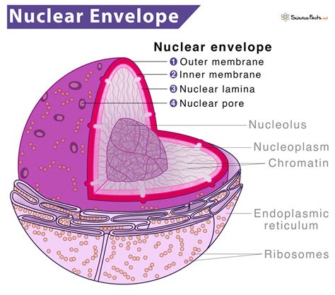 Image result for Nuclear Envelope Function