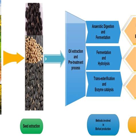 Image result for Biofuel Production Process
