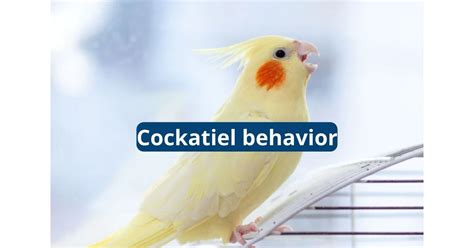 Image result for Cockatiel Behavior