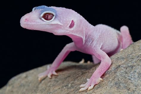 Leopard Gecko Morphs [the Ultimate Guide] - Reptile.Guide
