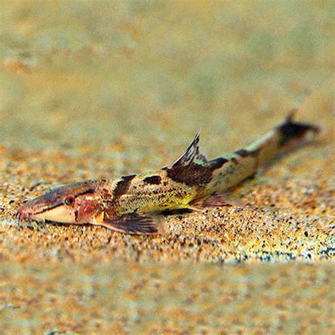 Image result for Lizard Fish