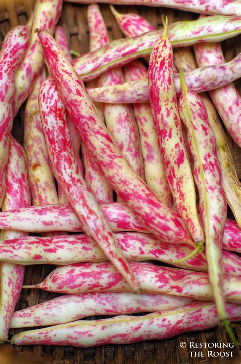 Image result for October Beans