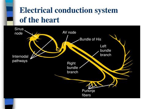 Image result for Cardiac Internodal Pathways