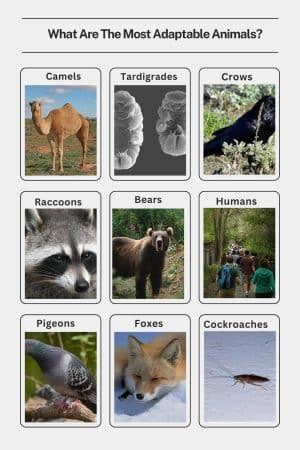 What Are The Most Adaptable Animals? - Smore Science Magazine