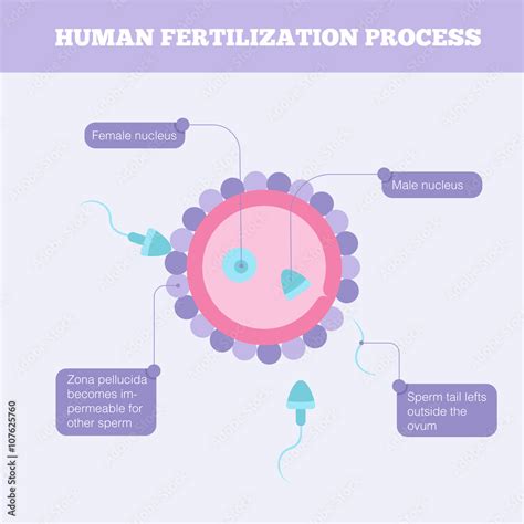Image result for Human Fertilization Explained