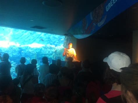 Image result for Turtle Trek