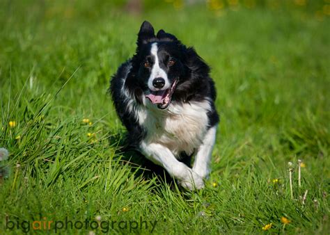 Image result for Perfectly Normal Dog