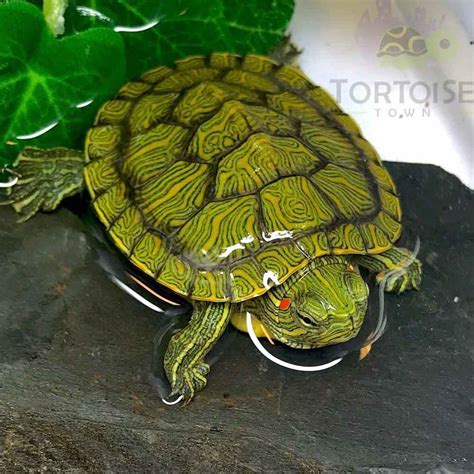 Image result for Red Ear Turtle