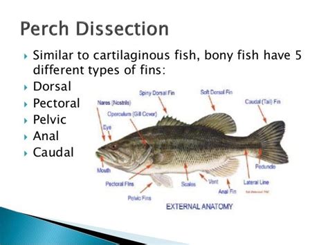 Image result for Perch Fish Dissection
