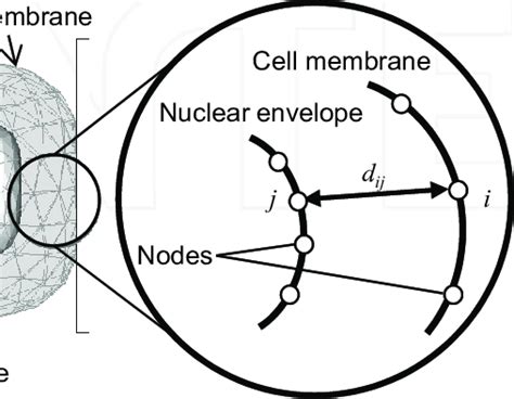 Image result for Nuclear Envelope Membrane Function