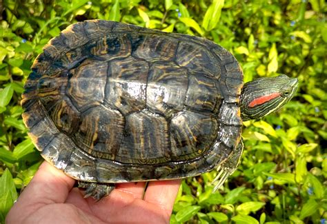 Red Eared Sliders for sale | The Turtle Source