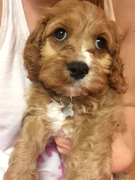 Image result for 2 Week Old Cockapoo