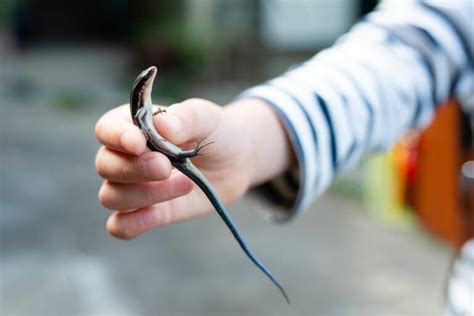 Image result for Easy Homemade Lizard Traps