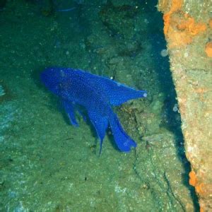 Image result for How to Use Blue Devil