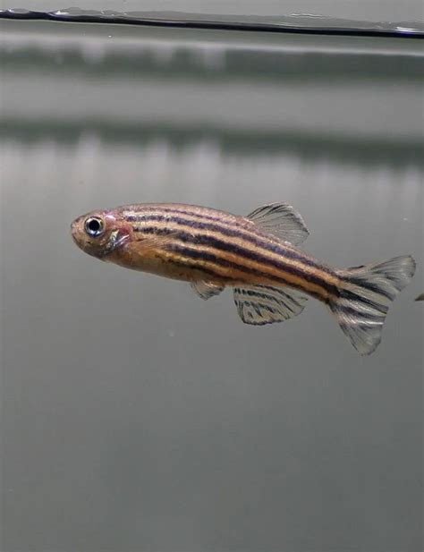 Image result for Zebra Fish
