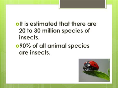 Image result for Insect Facts
