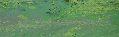 Image result for Minecraft Swamp Block Texture