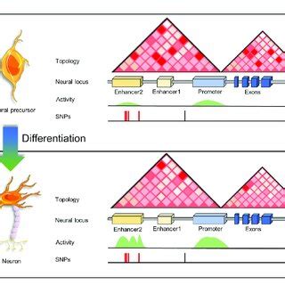 Image result for Expression Enhancer