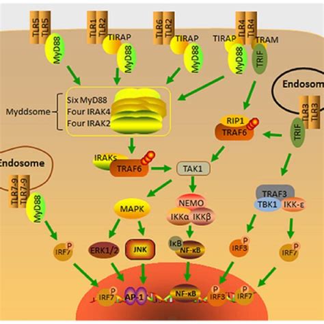 Image result for TLR Signaling Pathway