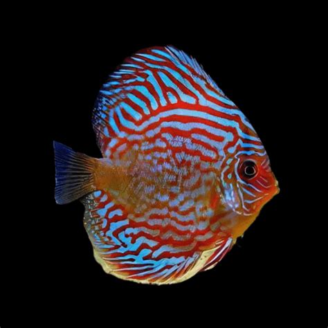 Image result for Red Turquoise Discus