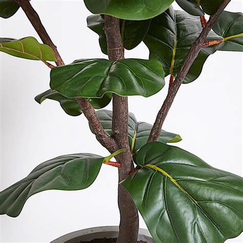 Image result for Fake Fiddle Fig Tree