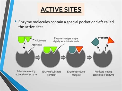 Image result for Exercise 1 Enzyme Specificity