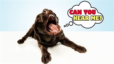 Image result for How Dogs Communicate with People