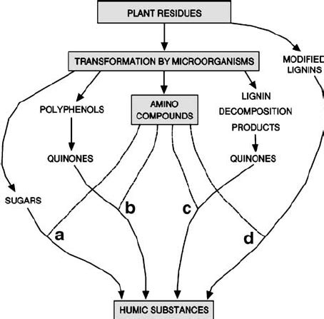 Image result for Humification
