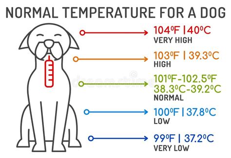 Image result for Dog Temperature Normal