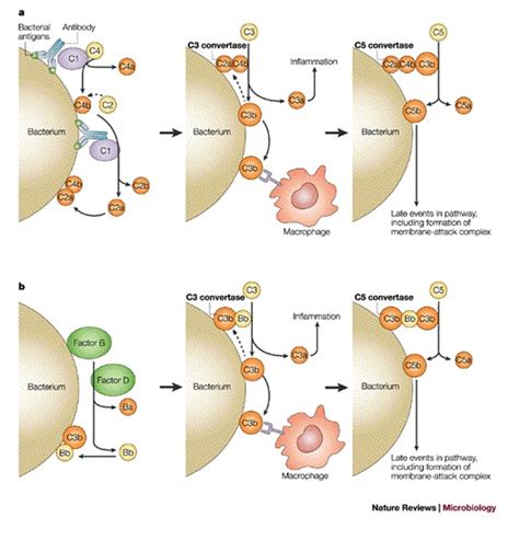 Image result for Complement System Online Map