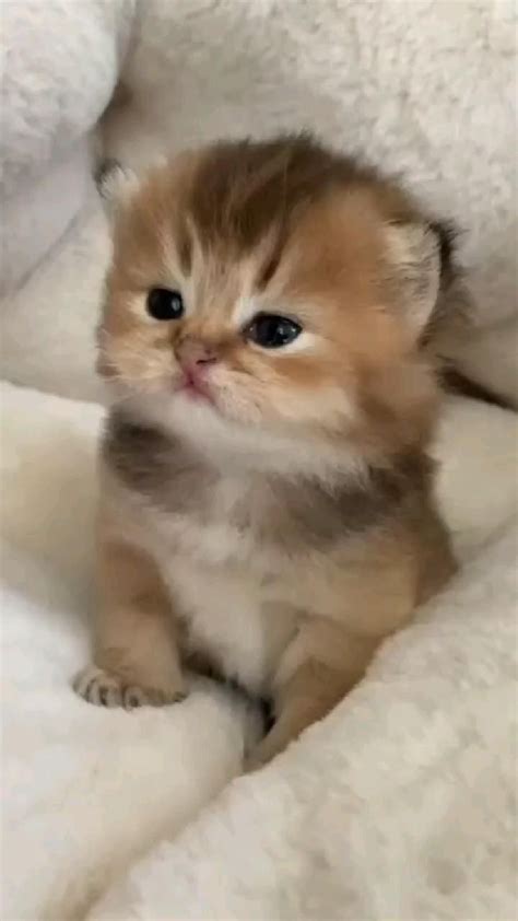 Image result for Chatons Mignons